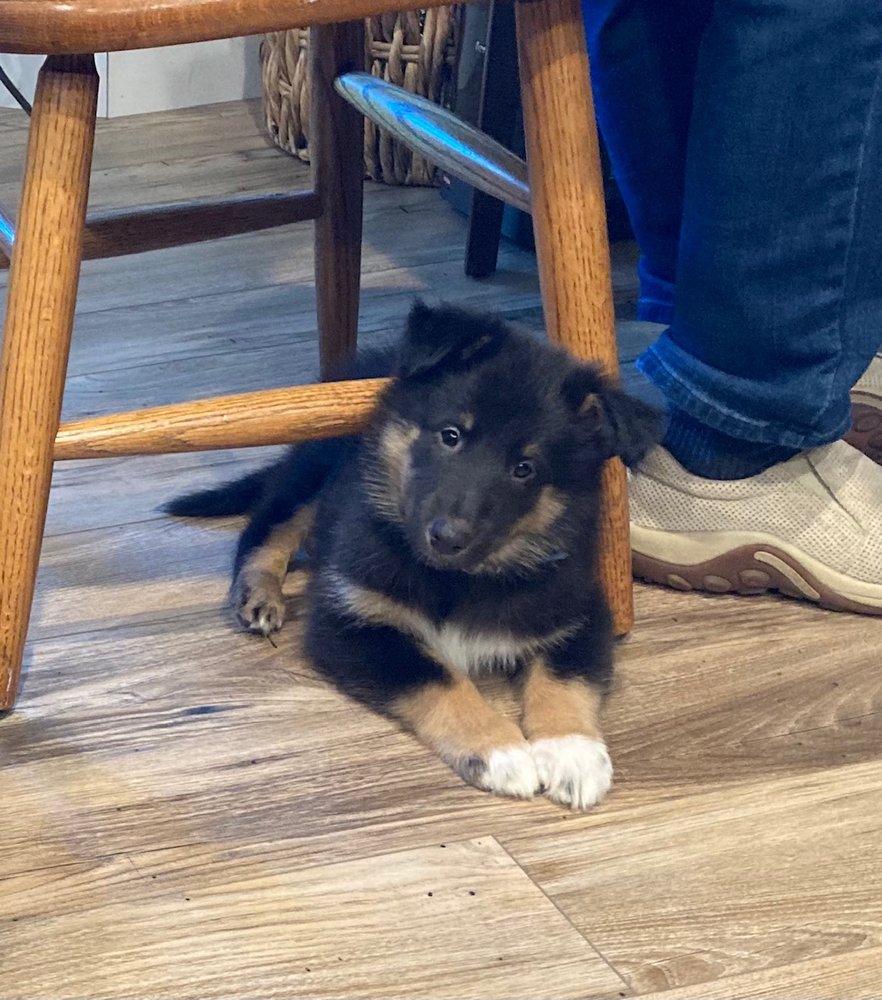 STIRLING COLLIES - Updated April 2025 - 50 Photos - Clearwater ...