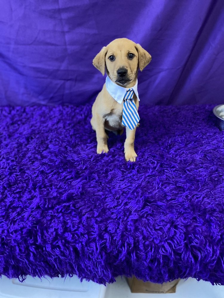 MARSHALL PET ADOPTION CENTER - Updated April 2025 - 2502 E Travis St ...