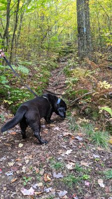 MOHAWK STATE FOREST - Updated January 2026 - 36 Photos & 12 Reviews ...