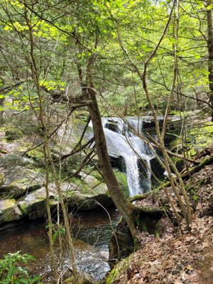 ENDERS STATE FOREST - Updated September 2025 - 164 Photos & 36 Reviews ...