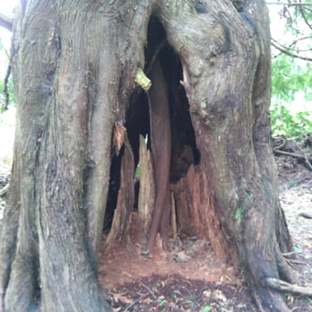 WONDERWOOD PARK - Updated September 2025 - 39 Photos & 14 Reviews - 5304 32nd Ave, Lacey ...