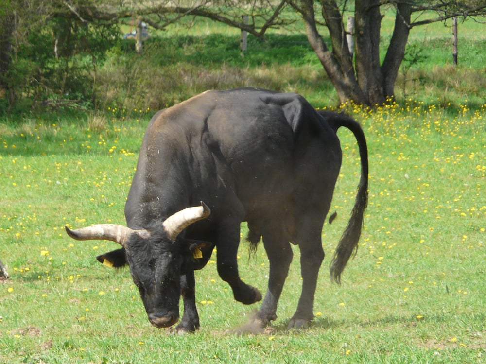 WEIDEPROJEKT HECKRINDER IN DER NIDDERAUE - Glauburg, Hessen, Germany ...