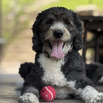 CALIFORNIA DOODLE RESCUE - Updated December 2025 - 81 Photos & 80 ...