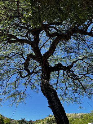 DIAMOND HEAD MEMORIAL PARK - Updated December 2025 - 159 Photos & 24 ...