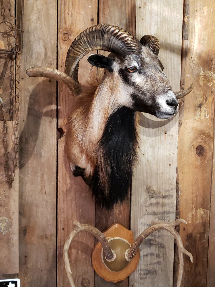 DEER FEATHERS TAXIDERMY WILDLIFE ART AND CUSTOM GAME PROCESSING ...