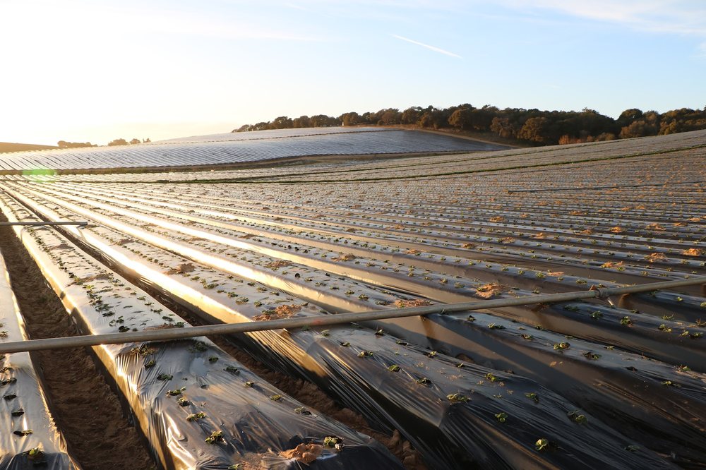 RODRIGUEZ FARMS - Updated December 2025 - 28 Photos & 26 Reviews ...