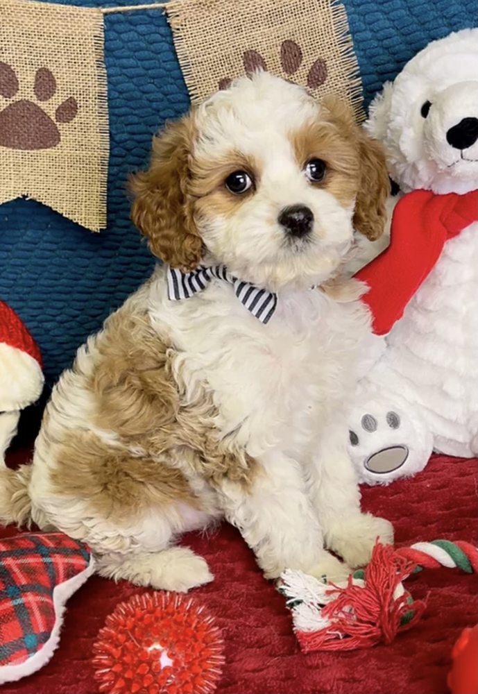 SPRING GREEN PUPS - Updated November 2025 - S10405A Little Bear Rd ...