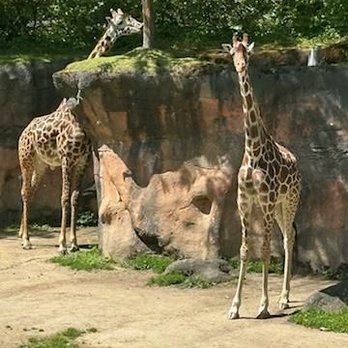 OREGON ZOO - Updated August 2024 - 3147 Photos & 899 Reviews - 4001 SW ...
