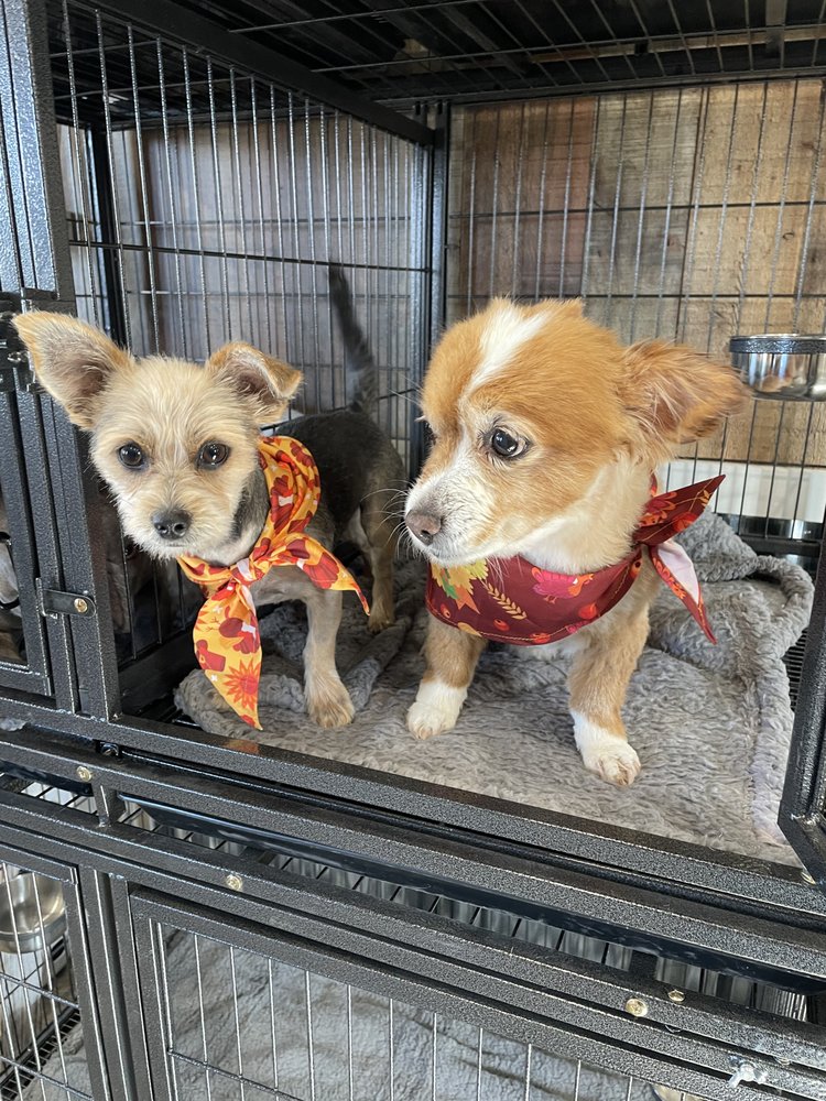 TONI’S DOG GROOMING - Updated March 2026 - 2828 W 3600th N, Farr West ...