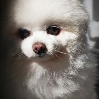 METAIRIE SMALL ANIMAL HOSPITAL - Updated January 2026 - 28 Photos & 118 ...