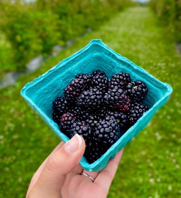 MT AIRY ORCHARDS - Updated November 2024 - 92 Photos & 34 Reviews - 522 ...