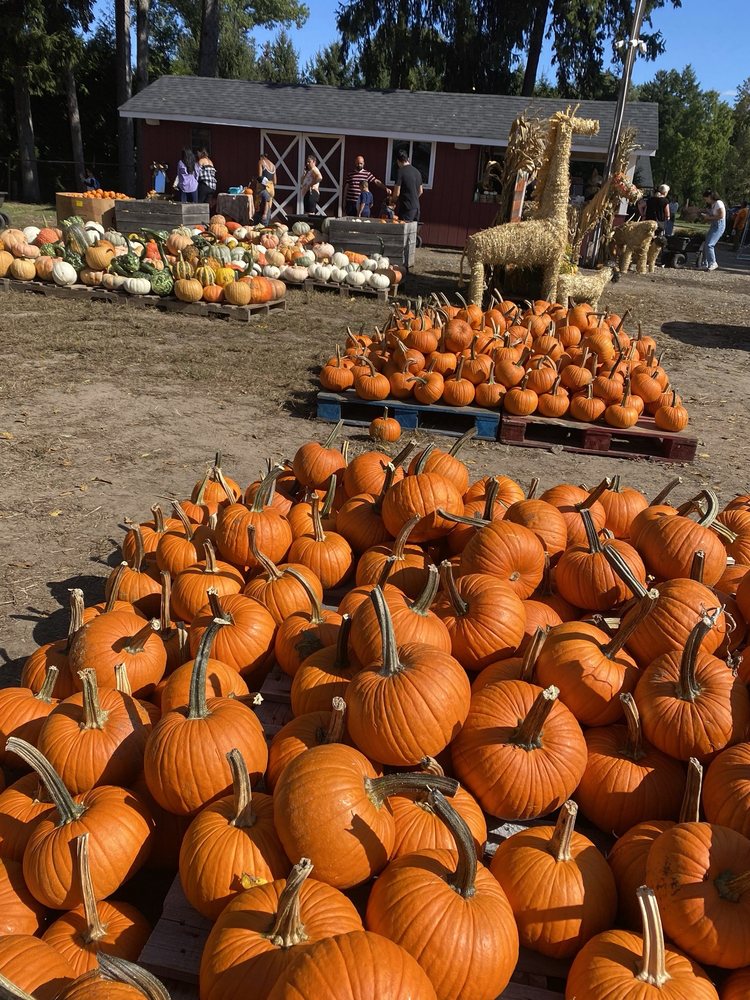 WARD’S FARM PUMPKIN PATCH - Updated March 2025 - 58 Photos & 13 Reviews ...