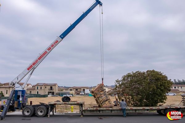 MOON VALLEY NURSERIES - Updated May 2024 - 592 Photos & 318 Reviews ...