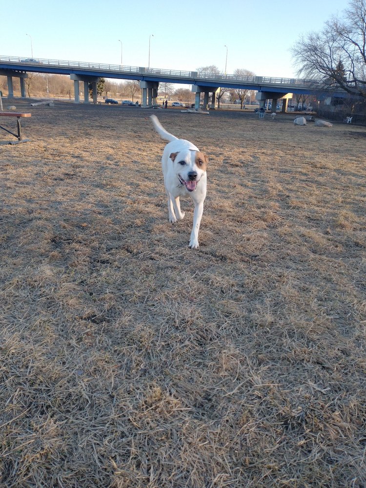 BAY VIEW DOG PARK - Updated October 2025 - 26 Photos & 16 Reviews - 900 ...