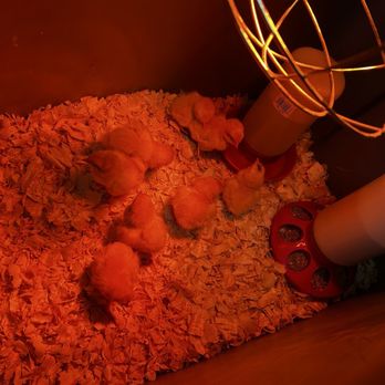CACKLE HATCHERY® - Updated July 2025 - 77 Photos & 74 Reviews - 411 W ...