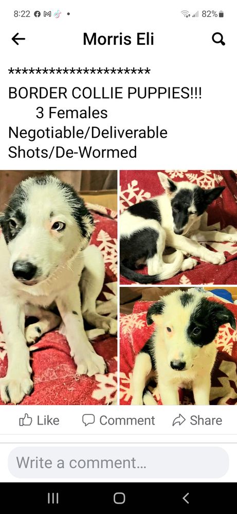 MORRISON’S KENNELS - 210 Christine, Sikeston, Missouri - Pet Stores ...