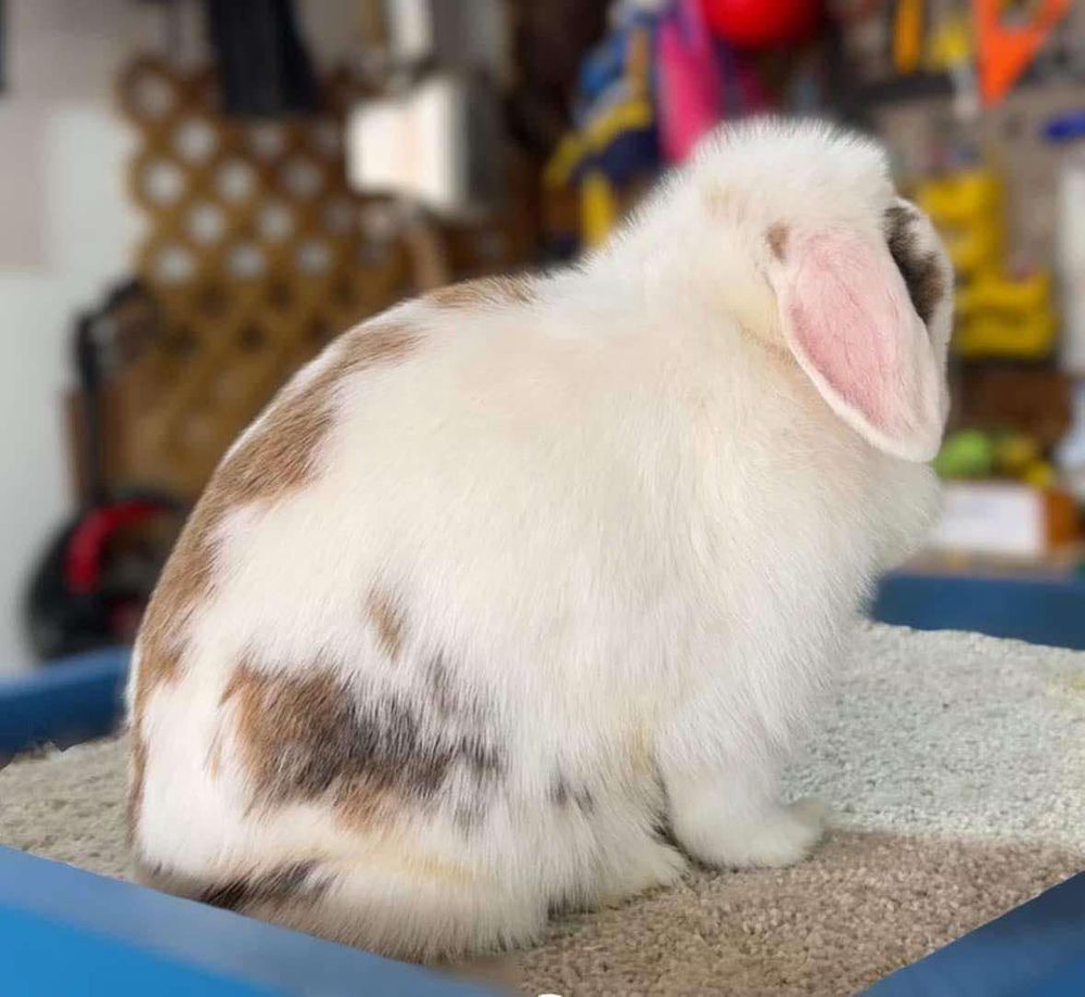 CUDDLY BUNS RABBITRY - Updated September 2025 - Request Information ...