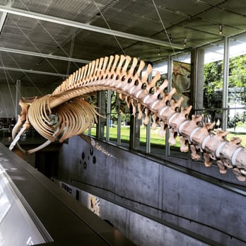 BEATY BIODIVERSITY MUSEUM - Updated December 2024 - 129 Photos & 32 ...