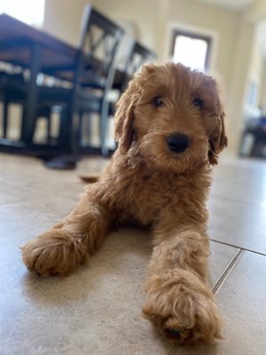 SNICKERSDOODLES - Updated October 2025 - 69 Photos & 37 Reviews - Weir ...