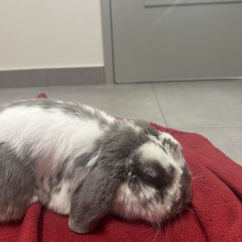 VETERINARY EMERGENCY GROUP - Updated July 2025 - 120 Photos & 128 ...