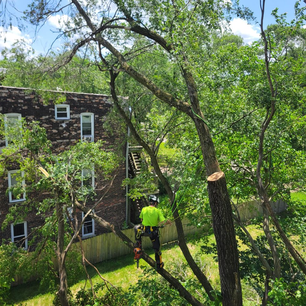 PRAIRIE TREE CARE - Updated July 2025 - 36 Photos - Chicago, Illinois ...