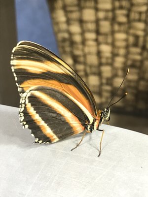 THE SMITHSONIAN BUTTERFLY HABITAT GARDEN - Updated December 2025 - 51 ...