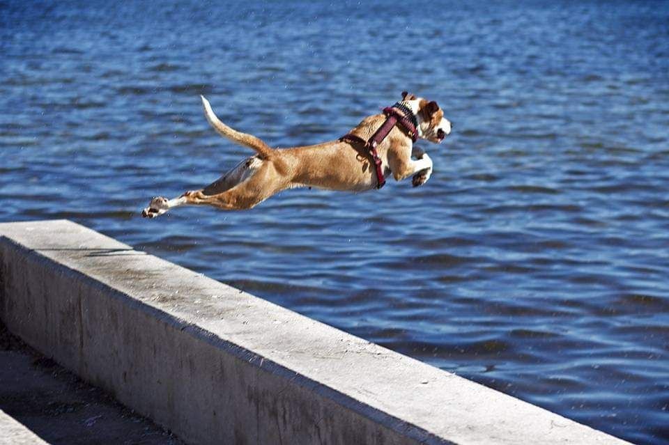 WHITE RABBIT PUB - Updated October 2025 - 3030 Fort Bragg Rd ...