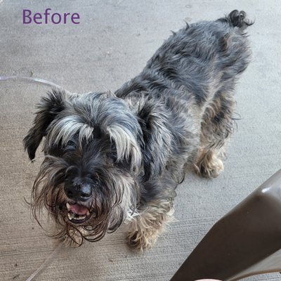 GROOVY TAILS DOG SPAW - Updated December 2025 - 19 Photos - 25303 ...