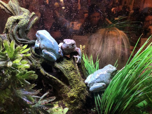 THE FROGHEAD GRILL - 132 Photos & 140 Reviews - American (Traditional ...