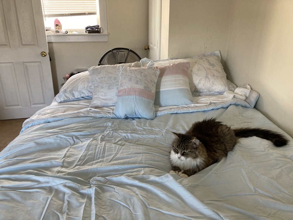 MSPCA ANGELL - Updated March 2025 - 90 Photos & 804 Reviews - 350 S ...