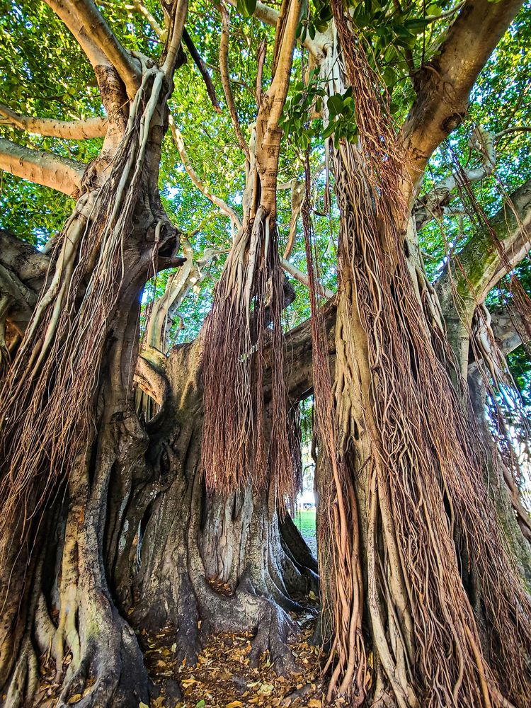 NORTH STRAUB PARK - Updated December 2024 - 121 Photos & 18 Reviews ...