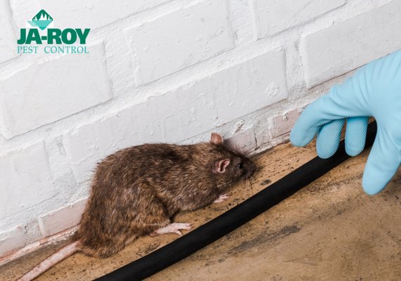 JA-ROY PEST CONTROL - Updated September 2025 - 15 Photos & 15 Reviews ...