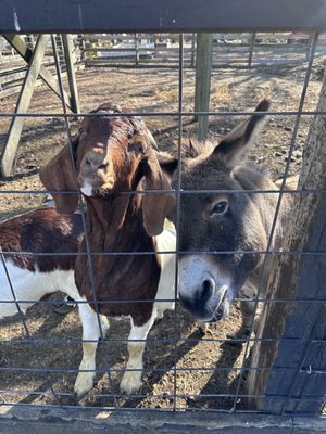 CALDER DAIRY & FARM - Updated June 2025 - 127 Photos & 42 Reviews ...