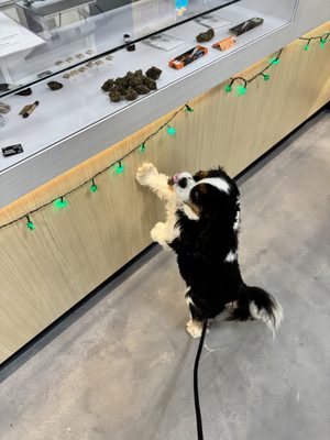 HIGHER COLLECTIVE - Updated September 2025 - 53 Mc Dermott Ave ...