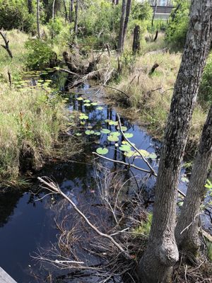 POINT WASHINGTON STATE FOREST - Updated January 2026 - 11 Photos - 5865 ...