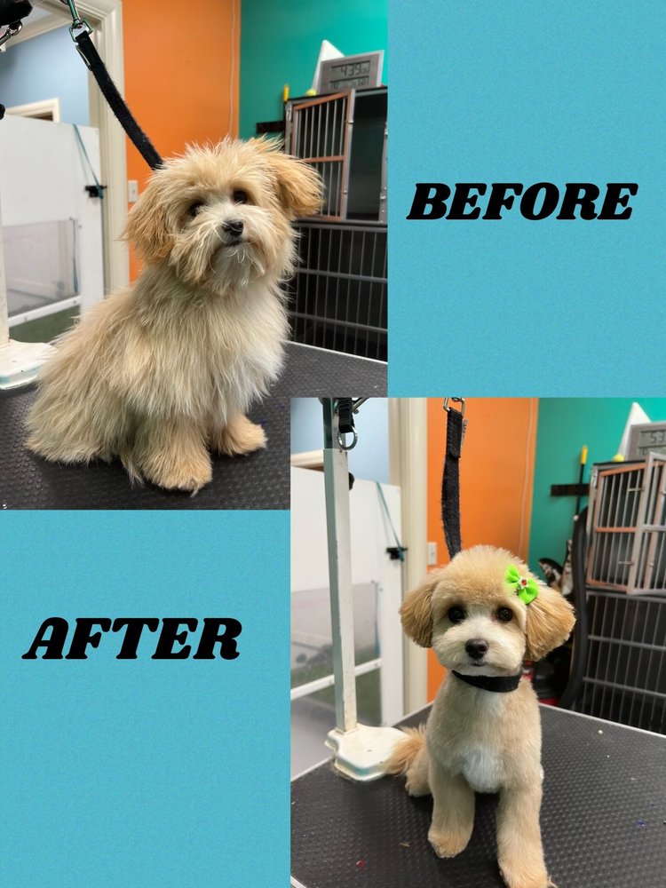 K-9 PRO CUTS - Updated June 2026 - 54 Photos & 46 Reviews - 5310 Hwy 25 ...