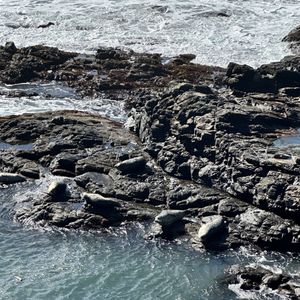 SHELL BEACH - 65 Photos 【3095 Coast Hwy, Bodega Bay, California ...