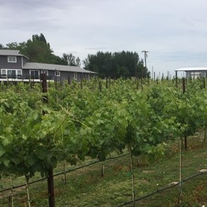 CLAAR CELLARS WINERY - Updated December 2025 - 1001 Vintage Valley Pkwy ...