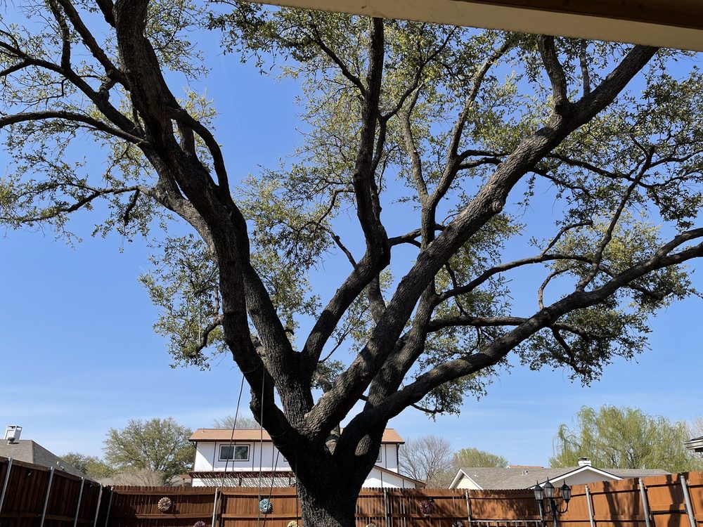 TEXAS TREE SURGEONS - 69 Photos & 89 Reviews - 196 S International Rd ...