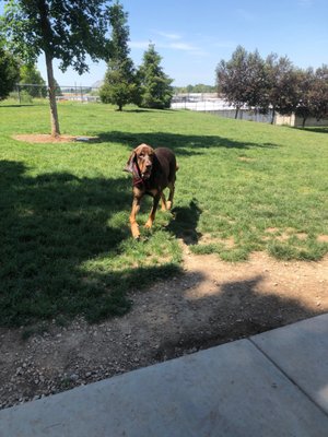 NAMPA DOG PARK - 66 Photos & 40 Reviews - 2900 2nd St S, Nampa, Idaho ...