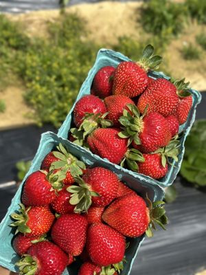 MILLER FARMS - Updated March 2025 - 290 Photos & 227 Reviews - 10140 ...