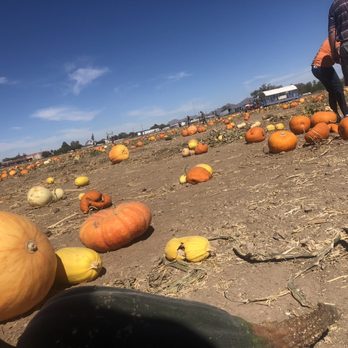 MESILLA VALLEY MAZE - Updated December 2025 - 40 Photos & 14 Reviews ...