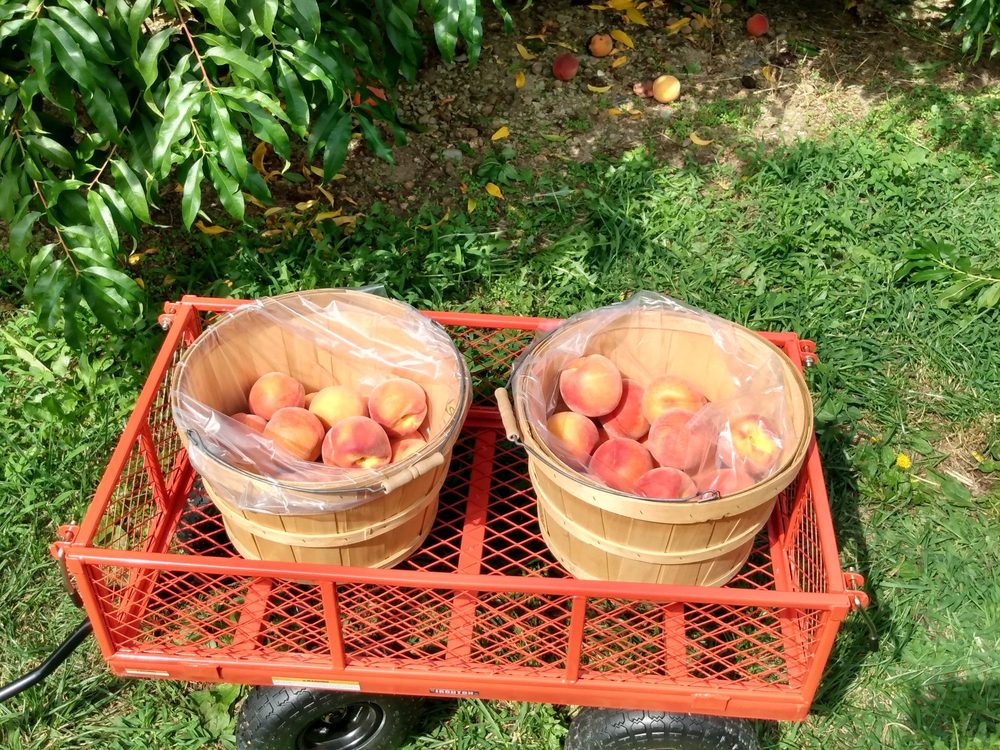 GOGLE FARMS - Updated August 2024 - 34 Photos - 5017 Mulberry St ...