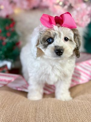 PUPPY DOG NURSERY - Updated May 2026 - Request Information - 49 Photos ...