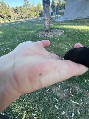 ROEDING PARK - Updated June 2025 - 15 Photos & 15 Reviews - 890 W ...