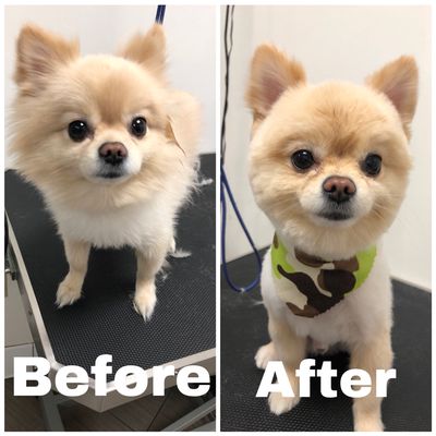 HAPPY PAWS GROOMING SALON - 200 Photos & 167 Reviews - Pet Groomers ...