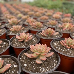 CLAUSEN NURSERY - Updated December 2025 - 112 Photos & 102 Reviews ...