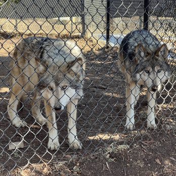 CALIFORNIA WOLF CENTER - Updated October 2025 - 295 Photos & 159 ...