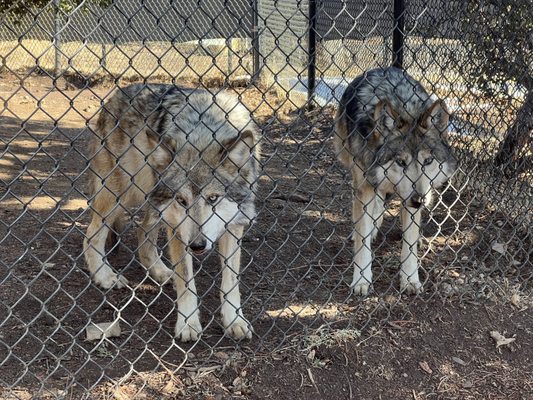 CALIFORNIA WOLF CENTER - Updated December 2025 - 296 Photos & 163 ...