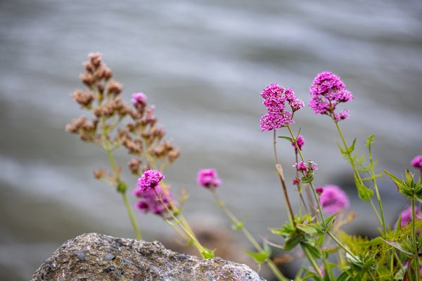 ALBANY BULB - Updated August 2025 - 1000 Photos & 248 Reviews - 1 ...